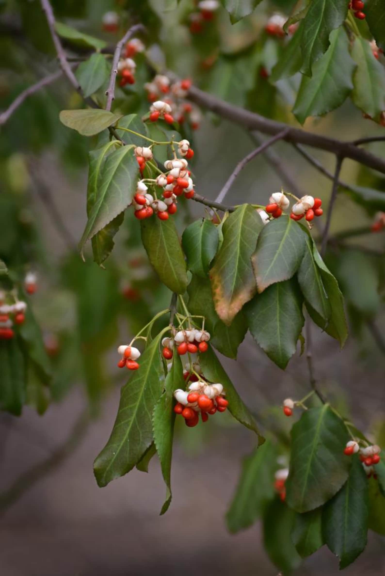 Fortune's Spindle, Euonymus Fortunei, Wintercreeper, Japanese Euonymus ...