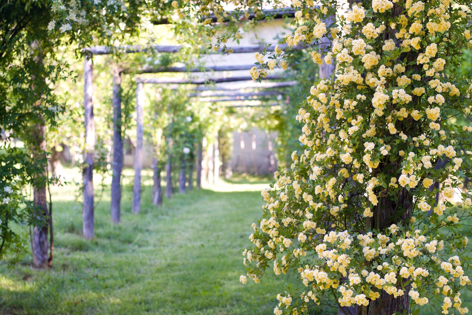 Rosa Banksiae, Lady Banks, Lady Banks Rose, Tombstone Rose Yellow (6 ...