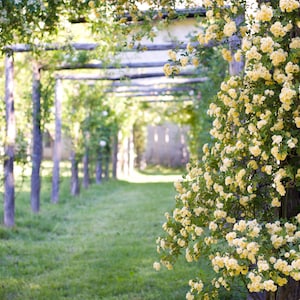 Rosa Banksiae, Lady Banks, Lady Banks Rose, Tombstone Rose Yellow (6 ...