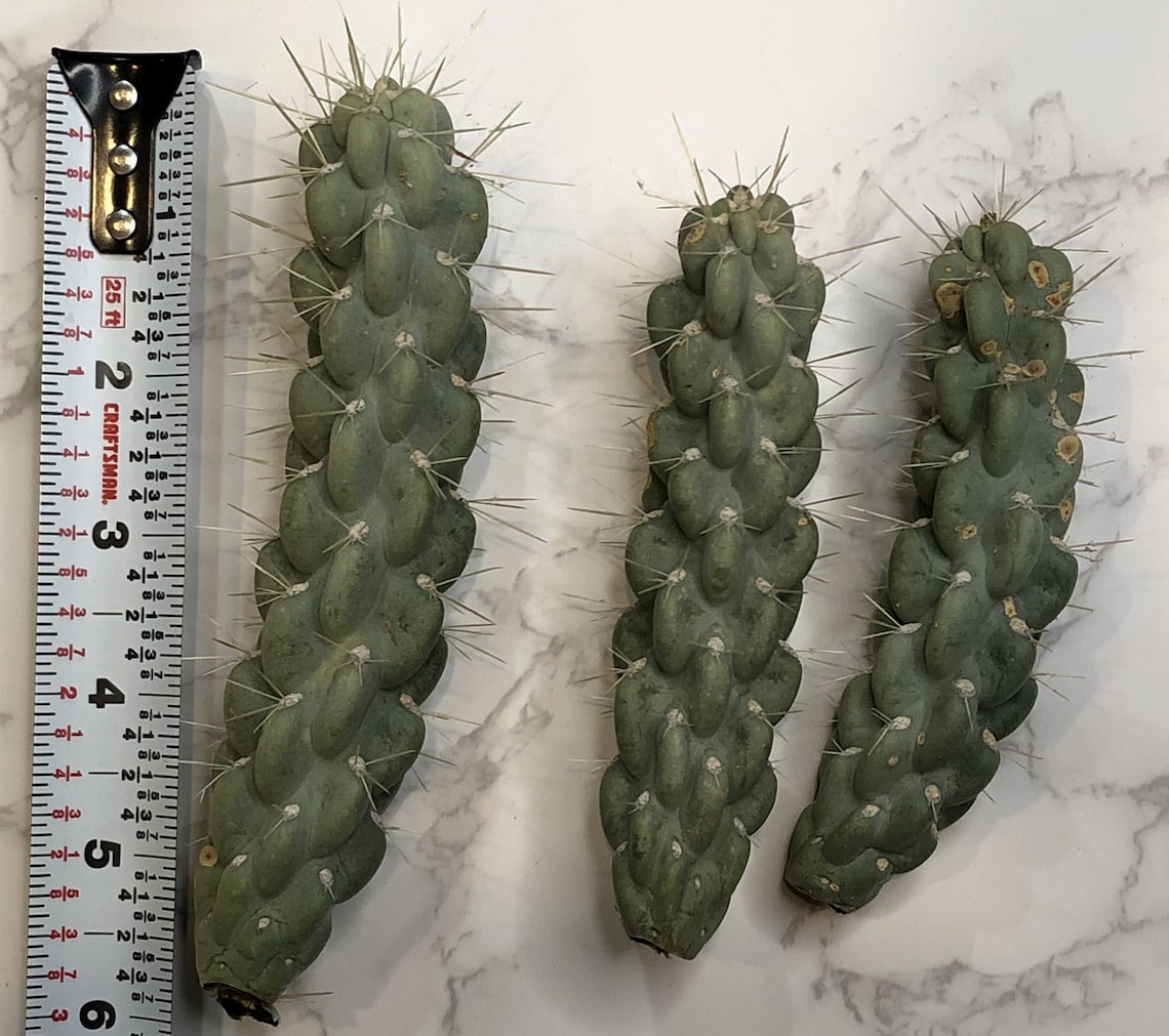Jumping Cholla, Hanging Chain Cholla or Cylindropuntia Fulgida (3 ...