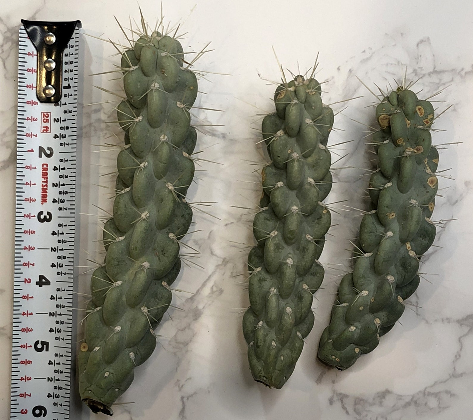 Jumping Cholla, Hanging Chain Cholla or Cylindropuntia Fulgida (3 ...