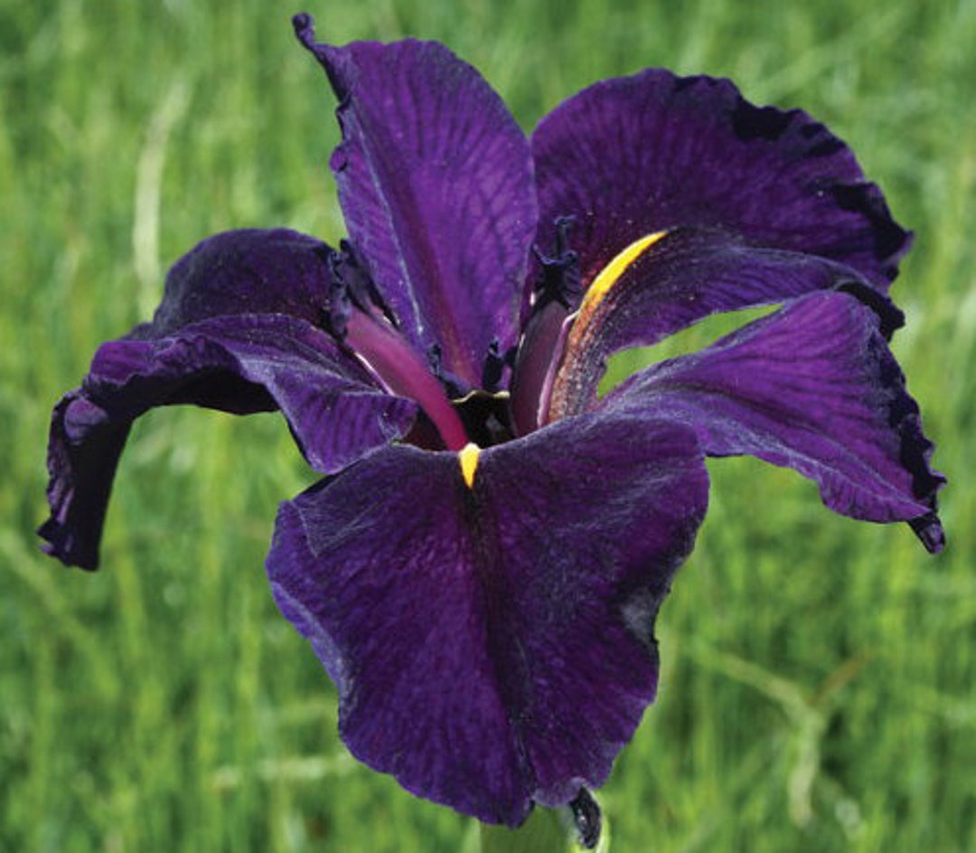 Full Eclipse Iris Winter Hardy Aquatic Pond Marginal Bog Plant 6 Pack ...