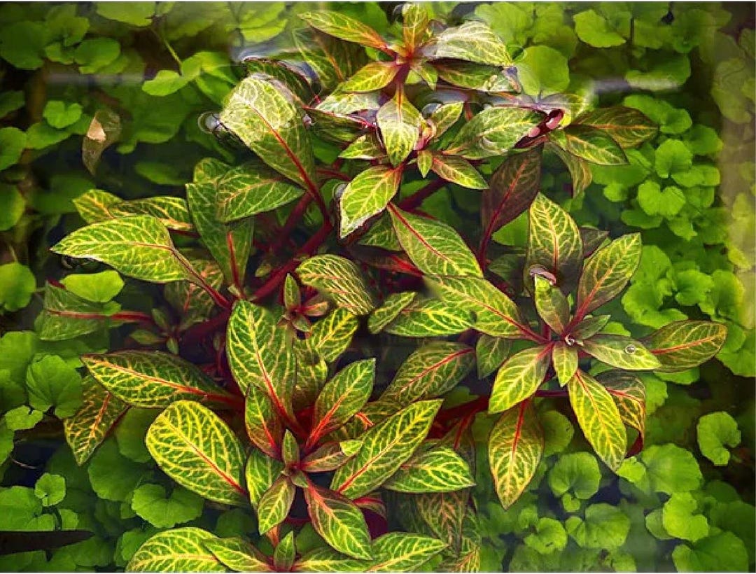 Ludwigia Red Skeleton Bunched Aquarium 3 Pack, Aquatic Plant, Ludwigia ...