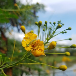 Mexican Holdback, Mexican Caesalpinia, Tabachín Del Monte ...