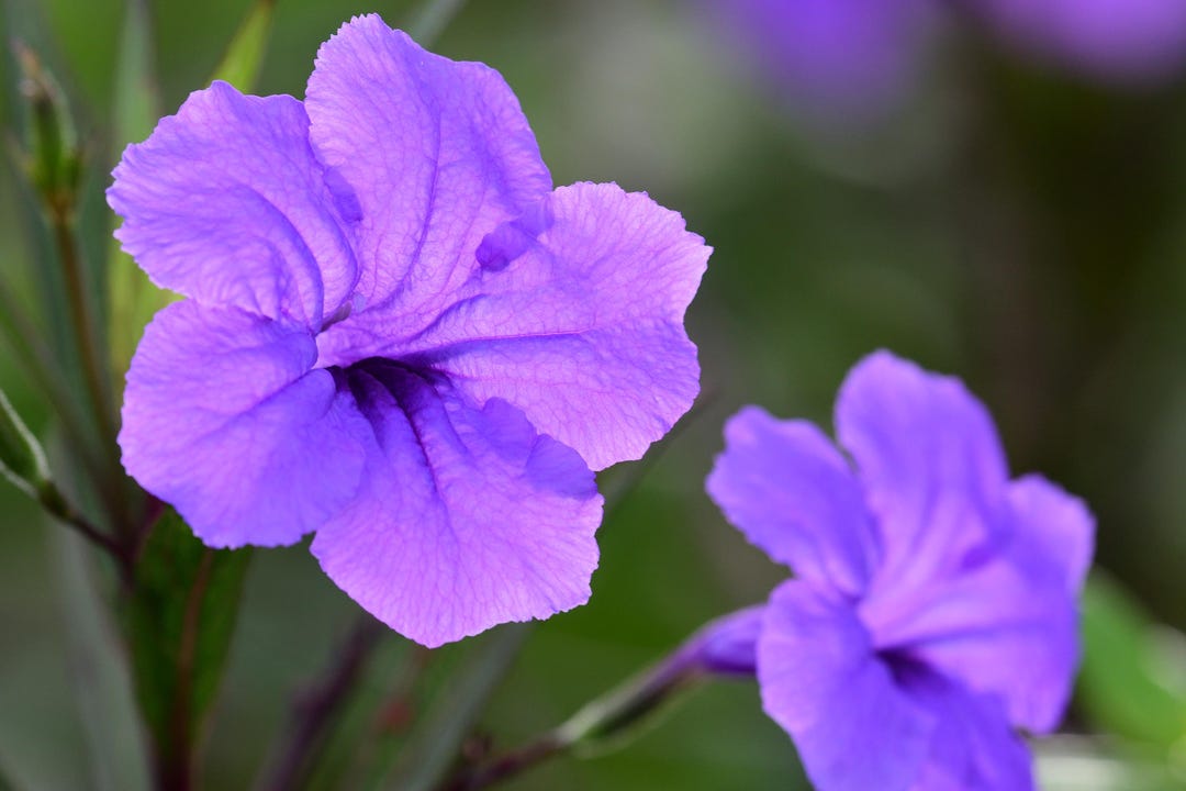 Blue Bell ‘compacta’ Dwarf Mexican Petunia or Ruellia Brittoniana ...