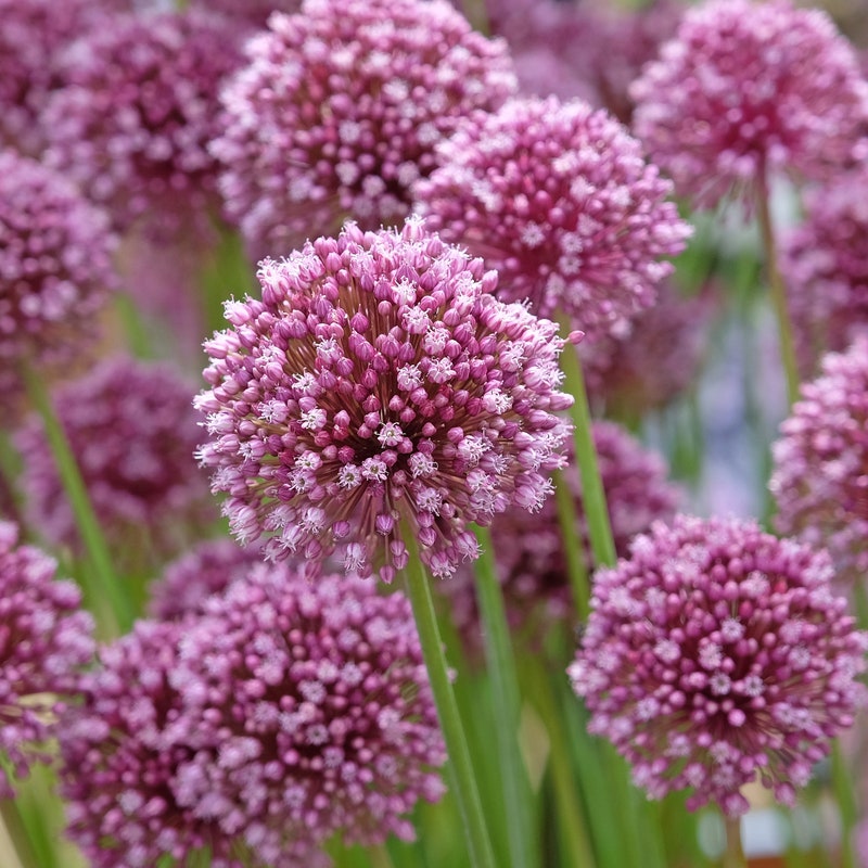 Leeks - Etsy