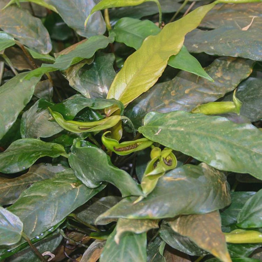 Anubias Minima Freshwater Aquarium Plant 2 Plant Pack - Etsy