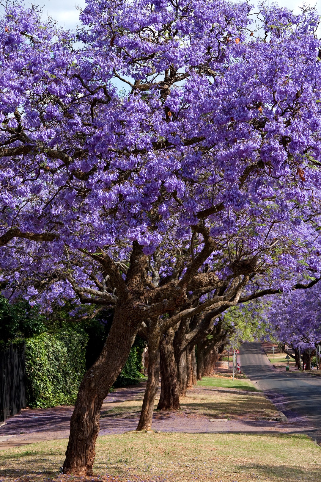Blue Jacaranda, Jacaranda Mimosifolia, Jacaranda, Blue Jacaranda, Black ...
