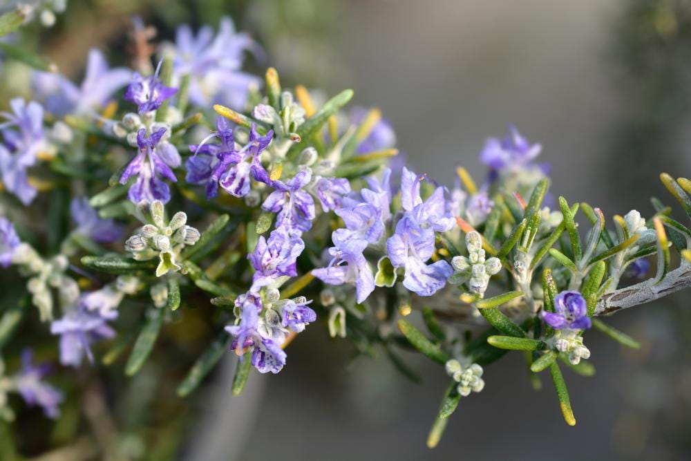 Trailing Rosemary, Rosmarinus Officinalis, Creeping Rosemary, Prostrate ...