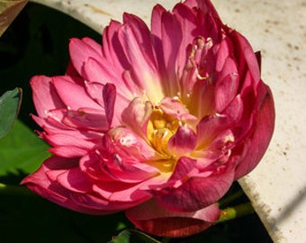 Java Fern Microsorium Pteropus per Plant - Etsy