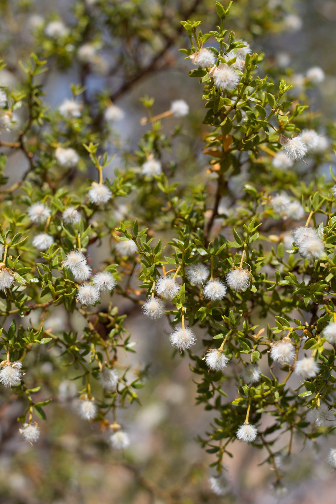 Creosote Bush, Larrea Tridentata or Greasewood 10 Seeds Arizona Rain ...