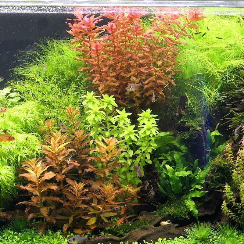 Aquatic Plant Stem Bundle - Etsy