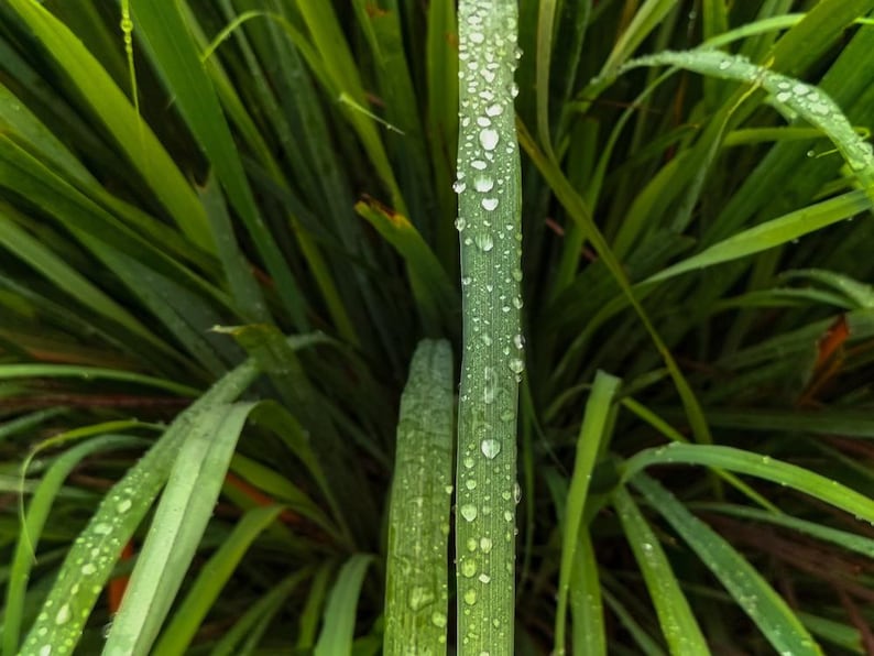 Lemon Grass, Cymbopogon, Citronella Grass, Fever Grass, Malabar Grass ...