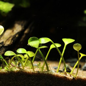 Marsilea Crenata, Water Clover, Dwarf Waterclover, Four-leaf Clover ...