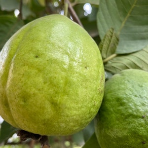 White Guava 10 Seeds, Psidium Guajava, Thai Guava, Taiwan Guava, Asian ...