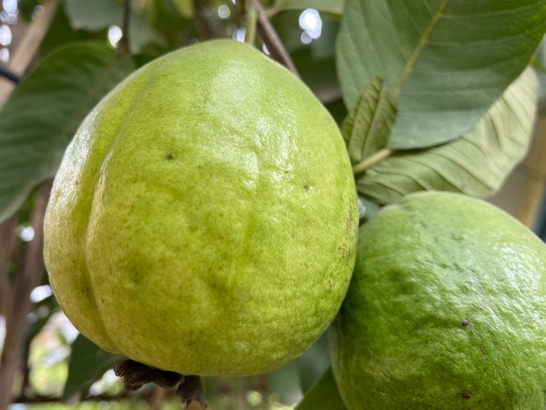 White Guava 10 Seeds, Psidium Guajava, Thai Guava, Taiwan Guava, Asian ...