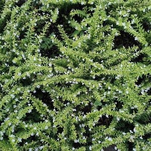 Myoporum Parvifolium or Dwarf Native Myrtle 5 Cuttings - Etsy