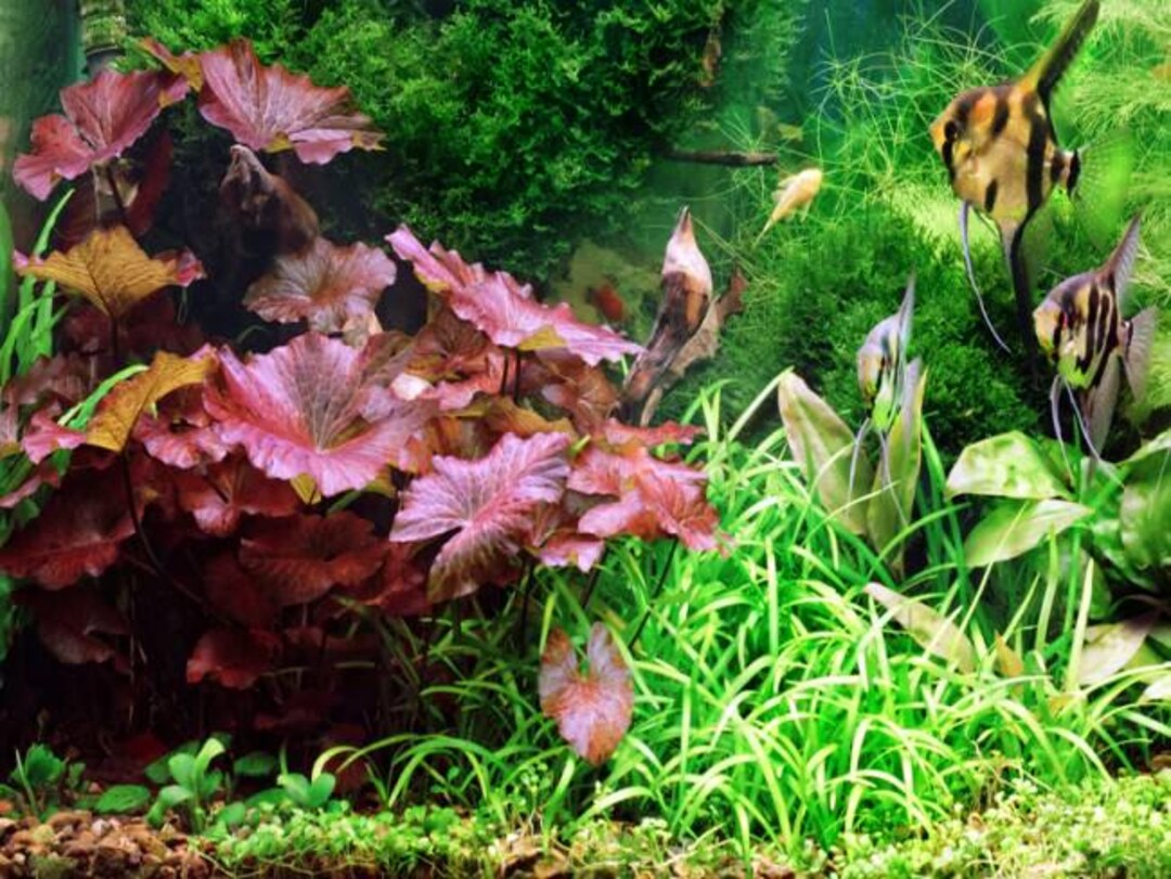 Picotope Plant Habitats for Freshwater Aquariums Tanks Under 1 Gallon 3 ...