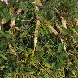 Sensitive Plant or Neptunia Aquatica Floating Aquatic Pond Plant (pack ...