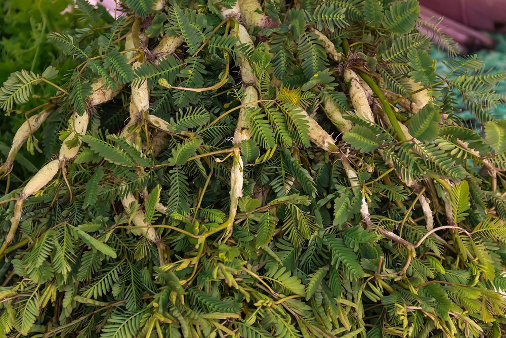 Sensitive Plant or Neptunia Aquatica Floating Aquatic Pond Plant (pack ...