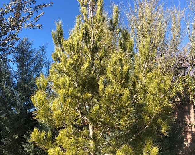 Afghan Pine, Pinus Brutia Var. Eldarica, Eldarica Pine, Desert Pine ...