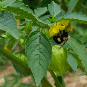 Tomatillo, Miltomate, Mexican Green Tomato, Husk Tomato, Physalis ...