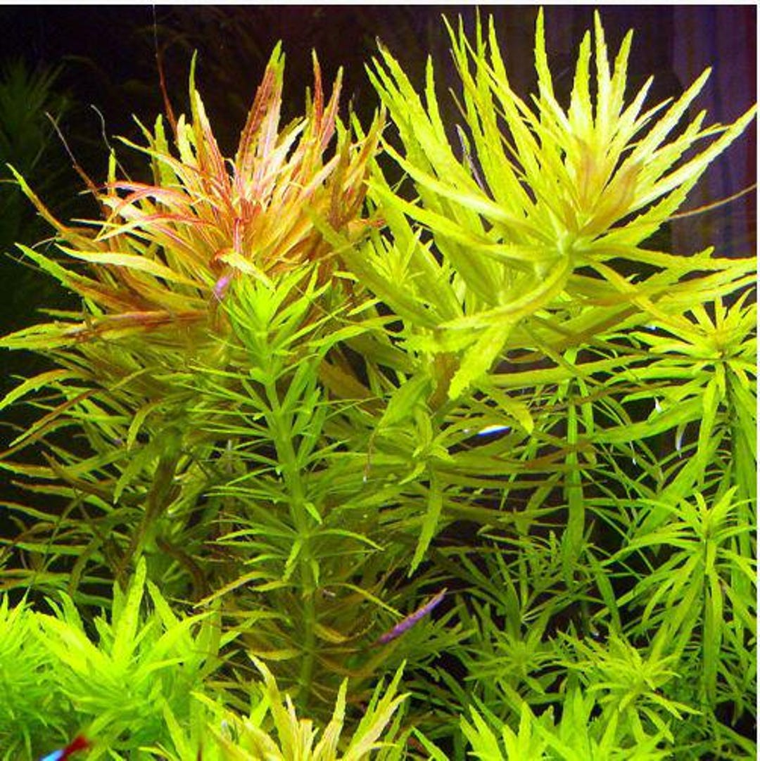 Rice Paddy 3 Pack of Bunched Plants, Limnophila Aromatica, Aquarium or ...