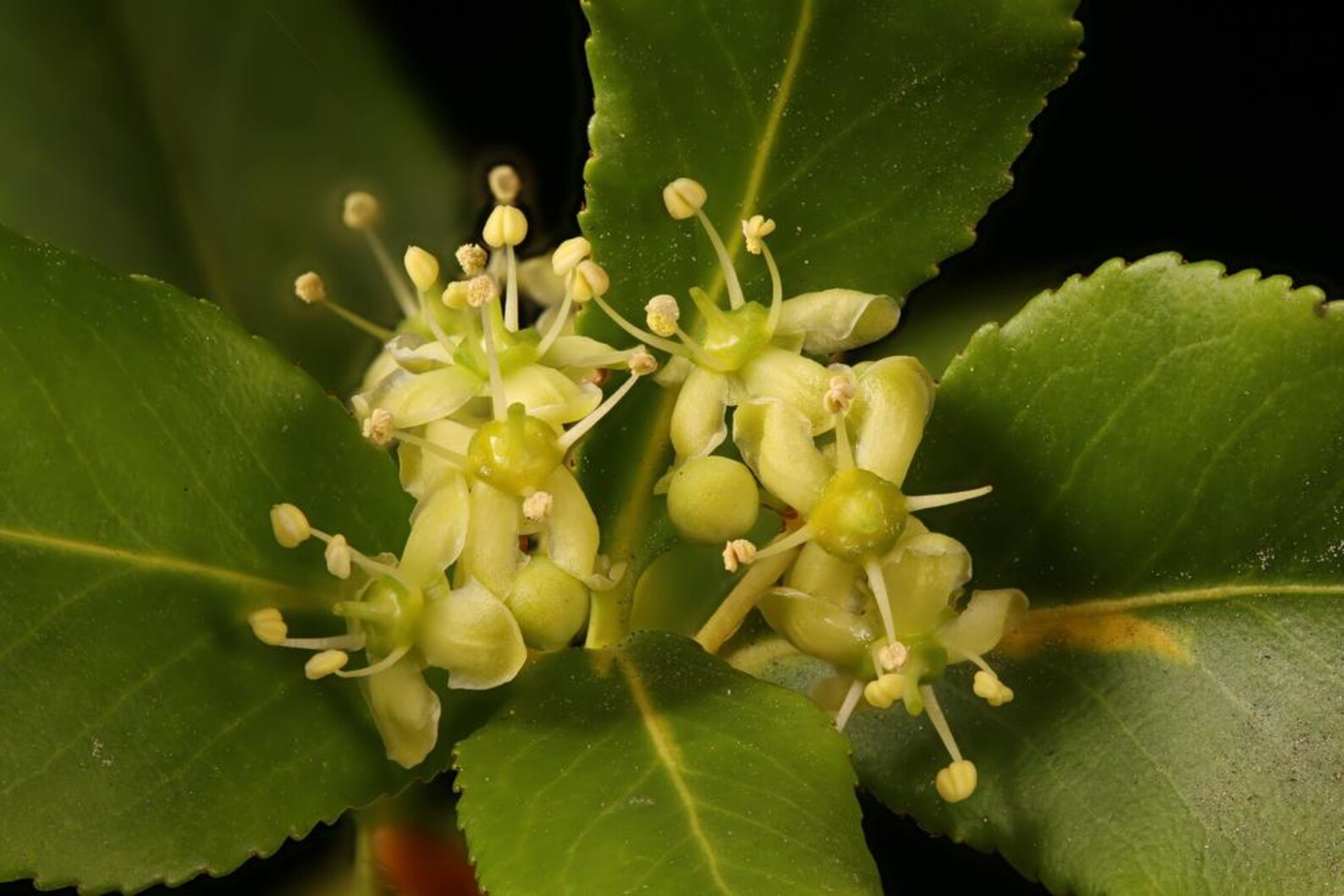 Fortune's Spindle, Euonymus Fortunei, Wintercreeper, Japanese Euonymus ...