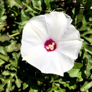 Alamo Vine, Noyau Vine, Correhuela De Las Doce or Merremia Dissecta ...