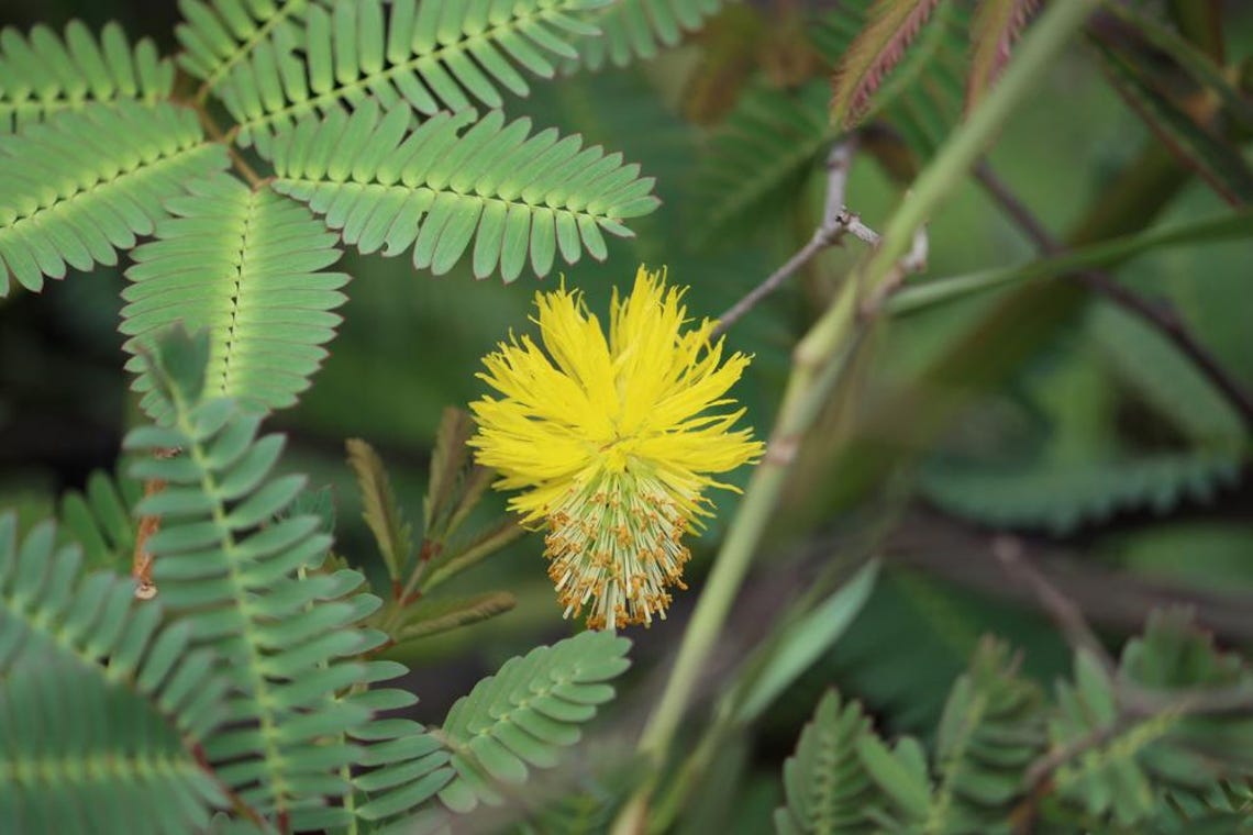 Sensitive Plant or Neptunia Aquatica Floating Aquatic Pond Plant (pack ...