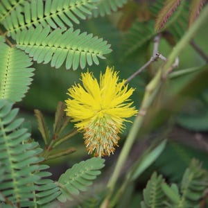 Sensitive Plant or Neptunia Aquatica Floating Aquatic Pond Plant (pack ...