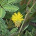Sensitive Plant or Neptunia Aquatica Floating Aquatic Pond Plant (pack ...