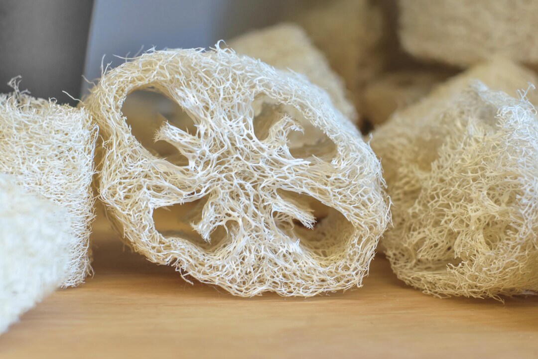 Loofah, Luffa Sponge, Sponge Gourd, Luffa Aegyptiaca 10 Hand-collected ...