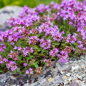 English Thyme, Garden Thyme, Thymus Vulgaris, Thyme, Thyme Herb, Summer Thyme, Winter Thyme ...