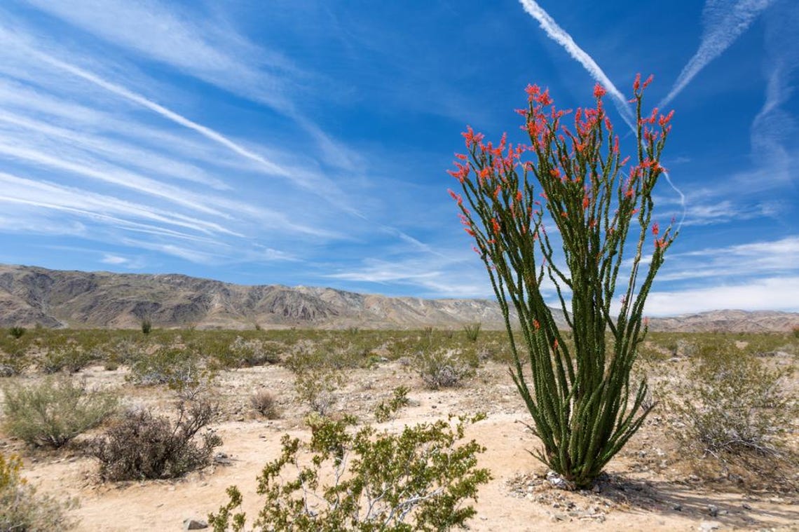 Ocotillo 10 Seeds, Fouquieria Splendens, Coachwhip, Candlewood ...