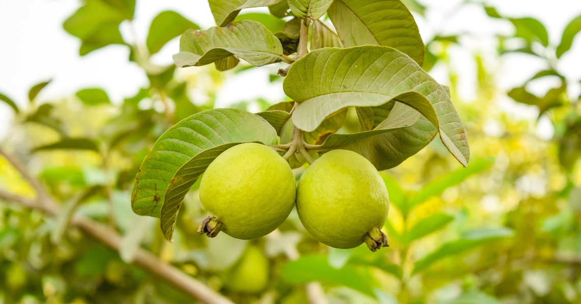 White Guava 10 Seeds, Psidium Guajava, Thai Guava, Taiwan Guava, Asian ...