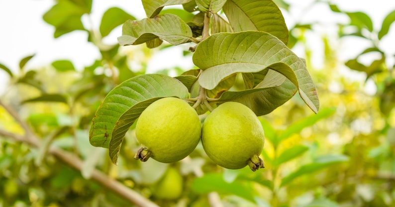 White Guava 10 Seeds, Psidium Guajava, Thai Guava, Taiwan Guava, Asian ...