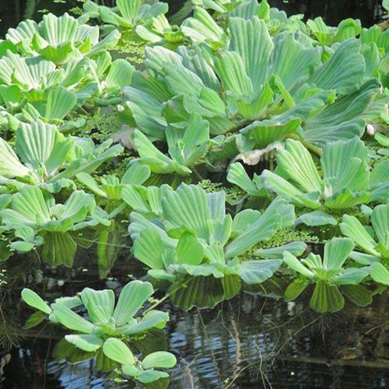 Buy Water Lettuce Floating Plants: Pistia Stratiotes, Pond Algae ...