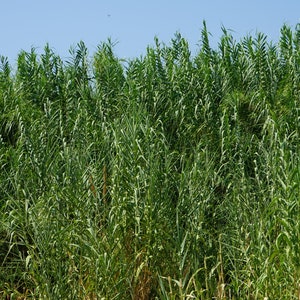 Giant Reed, Arundo Donax, Bamboo Reed, Giant Cane, Spanish Reed ...