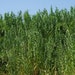 Giant Reed, Arundo Donax, Bamboo Reed, Giant Cane, Spanish Reed ...