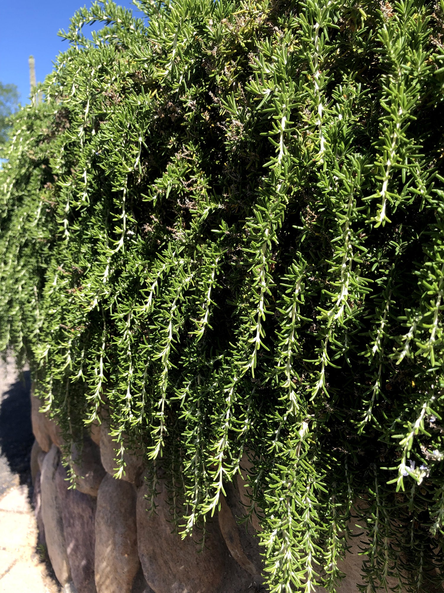 Trailing Rosemary Plant