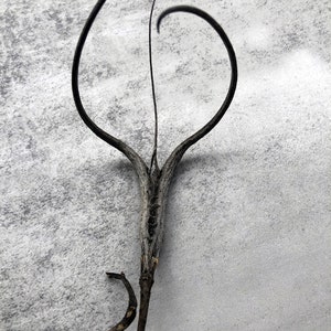 Devils Claw, Grapple Plant, Wood Spider, Unicorn Plant or Proboscidea ...