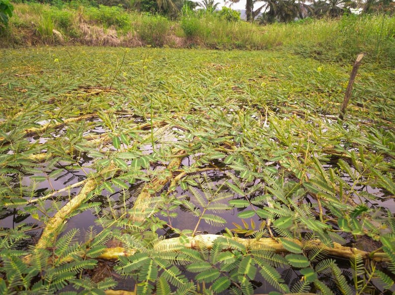 Large Leaf Sensitive Plant or Neptunia Aquatica Floating Plant (pack of ...