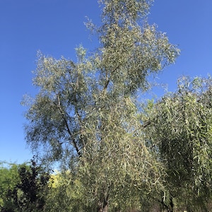 Willow Acacia, Weeping Wattle or Acacia Salicina (10 Seeds) - Etsy