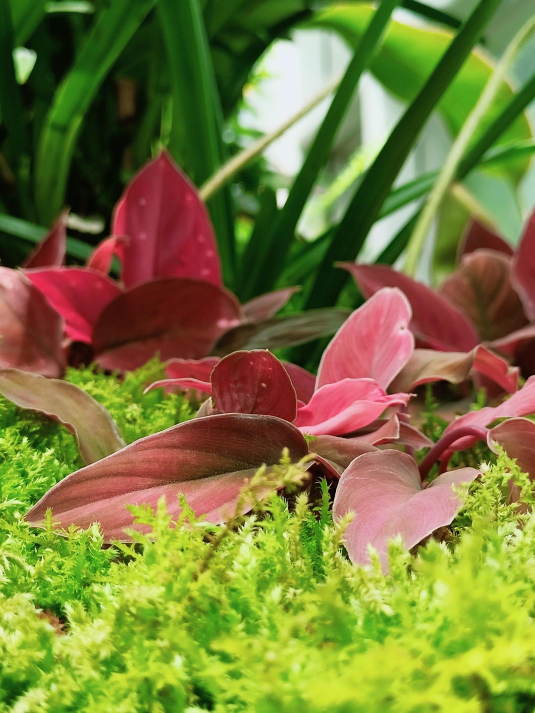 Lagenandra Meeboldii Bleeding Heart Freshwater Aquarium Aquatic Plant ...