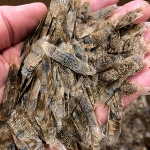 Cat's-claw, Catclaw-creeper, Catclaw-trumpet, Funnel-creeper or ...