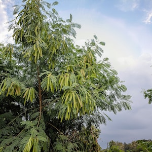 Organic Lead Tree Leucaena Leucocephala 20 Seeds - Etsy