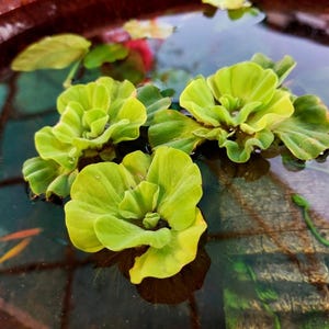 Rosette Water Lettuce or Pistia Stratiotes Floating Freshwater Aquatic ...