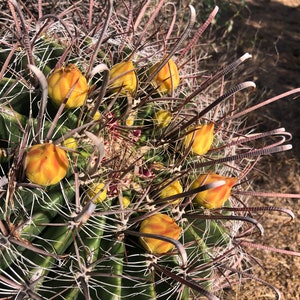 Desert Barrel, Fish Hook Cactus, Barrel Cactus Thorn Clusters, Natural ...