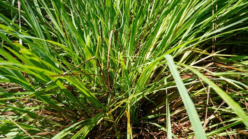 Lemon Grass, Cymbopogon, Citronella Grass, Fever Grass, Malabar Grass ...